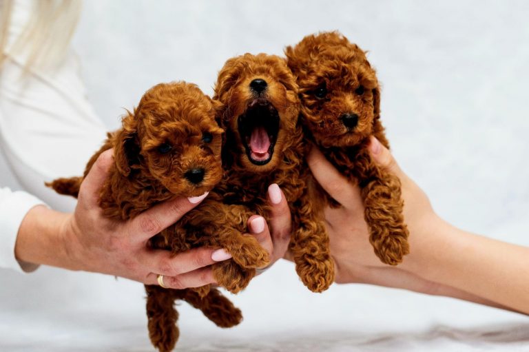 Cría y selección de caniche toy rojo – Desde 2005 con pasión al caniche toy